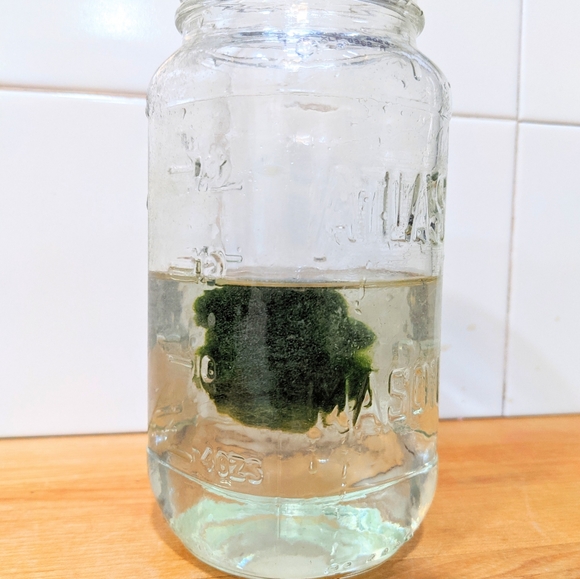 Other | Marimo Moss Balls | Poshmark